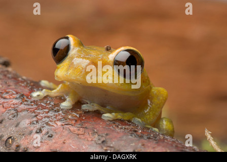 Ruby Eyed Treefrog (Leptopelis uluguruensis), behind a branch Stock ...