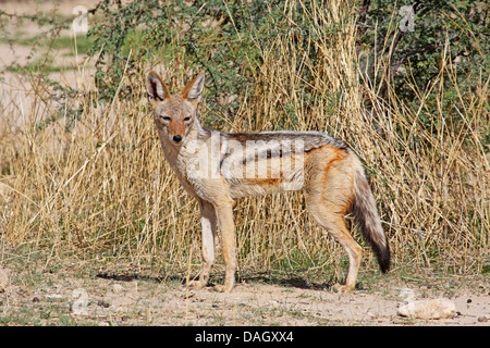 watchful black backed Jackal standing on the grass in the Masai Mara ...