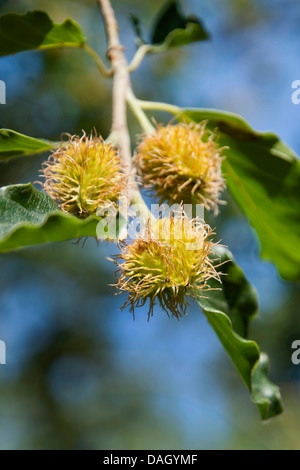 common beech (Fagus sylvatica), twig with cupules and leaves, Germany ...
