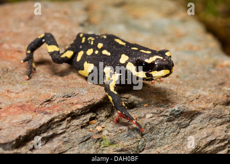 Redbelly toad (Melanophryniscus stelzneri) on white background, captive ...