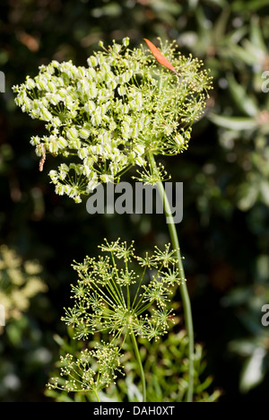 French Laserwort (Laserpitium gallicum), blooming Stock Photo - Alamy