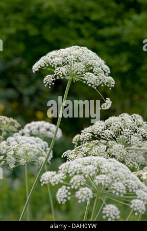 Laserwort (Laserpitium siler), blooming, Switzerland Stock Photo - Alamy