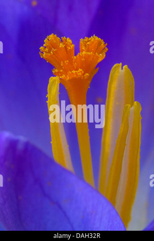 A vertical closeup shot of blooming crocus flowers on a field Stock ...