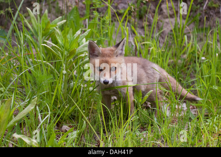 Red fox (Vulpes vulpes) standing on woodpile / pile of firewood at edge ...