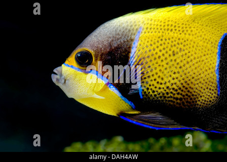 blue-girdled angelfish, majestic anglefisch (Euxiphipops navarchus ...