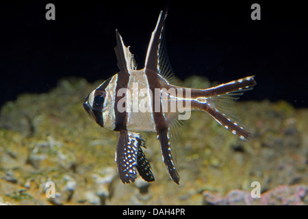 Banggai cardinal fish swimming underwater Stock Photo - Alamy