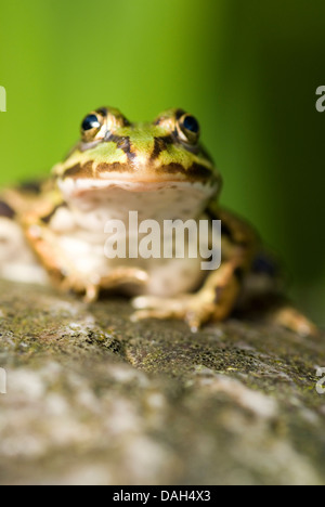 The frog sitting on a stone blurry blurred blur background overhead top ...