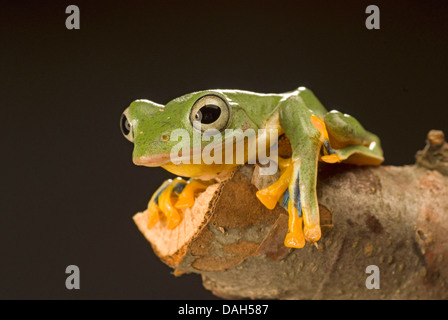 Java Flying Frog (Rhacophorus reinwardtii), on a branch Stock Photo - Alamy