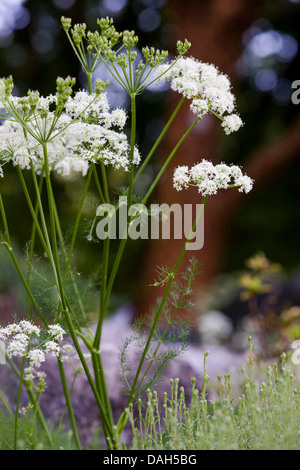 spignel (Meum athamanticum), blooming, Germany, BG Ffm Stock Photo - Alamy