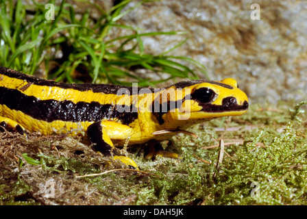 PYRENEAN FIRE SALAMANDER Salamandra salamandra fastuosa Cantabria ...