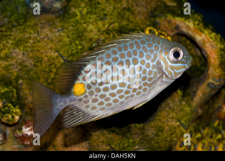Orange-spotted Spinefoot (Siganus guttatus) or Gold-saddle Rabbitfish ...