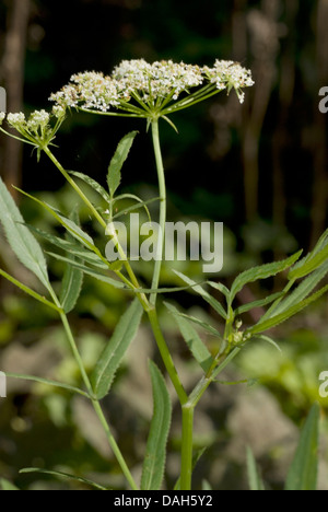 corky-fruited water dropwort, oenanthe pimpinelloides Stock Photo - Alamy