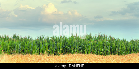 Green field of corn growing up in farmland Stock Photo - Alamy