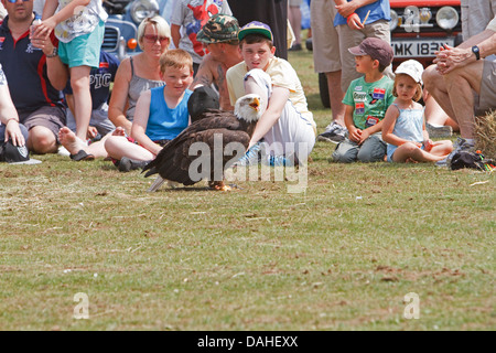 A Bald Headed Eagle at Chelsfield Fete in Kent Stock Photo - Alamy