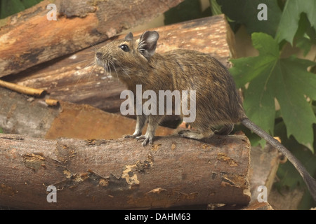 Degu (Octodon degus Stock Photo - Alamy