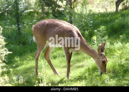 Mountain Reedbuck ( Redunca fulvorufula) grazing in an inner city ...