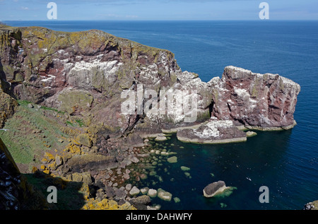 Sea cliffs in St Abb's Head National Nature Reserve between the ...