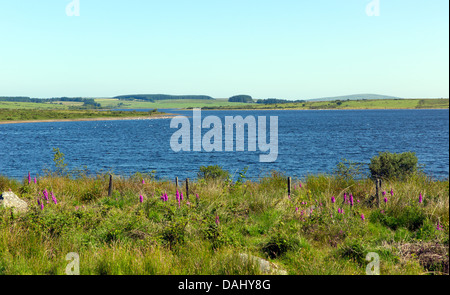 Colliford lake reservoir Bodmin Moor Cornwall England UK Stock Photo ...