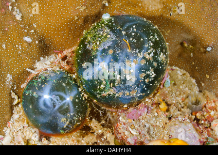 Sailor's eyeballs (Valonia ventricosa), a single-celled green algae ...
