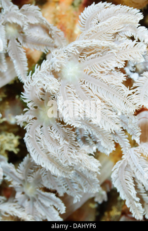 Soft coral polyps (Clavularia sp.). This coral has stinging cells on ...