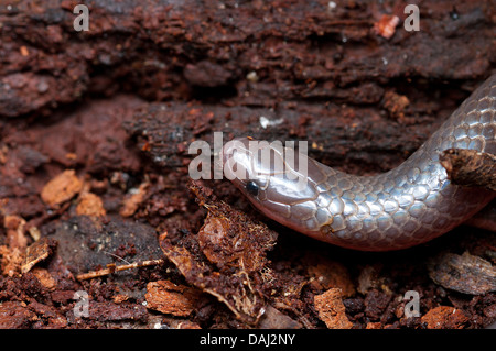 Midwestern Worm Snake, Caphophis amoenus helenae, north american ...