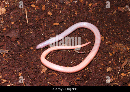 Midwestern Worm Snake, Caphophis amoenus helenae, north american ...