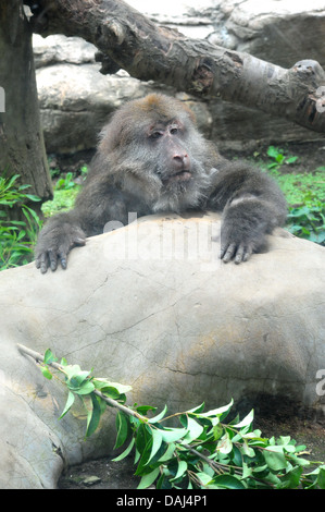 Tibetan macaque (Macaca thibetana Stock Photo - Alamy