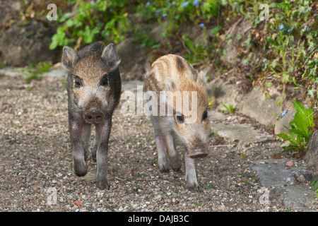 A wild boar (Sus scrofa) walks through a meadow of tall green grass ...
