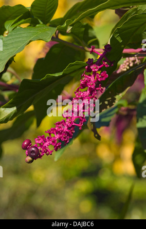 Root of Phytolacca decandra (Pokeweed Stock Photo - Alamy