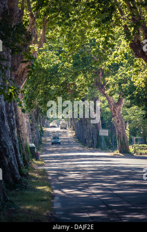 An allee road near Arles, Provence, France Stock Photo - Alamy