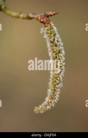 Male flowers of Populus tremula Stock Photo - Alamy