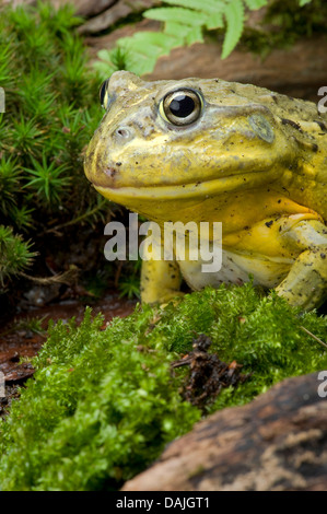 Close-up shot of a green bullfrog with bulging eyes resting in a pond ...