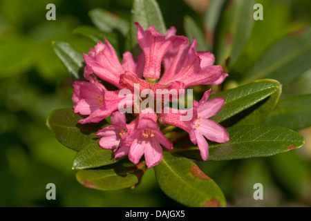 rust-leaved alpine rose (Rhododendron ferrugineum), leaves from below ...