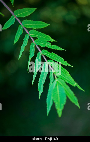 Stag's horn sumach (Rhus hirta syn. Rhus typhina Stock Photo - Alamy