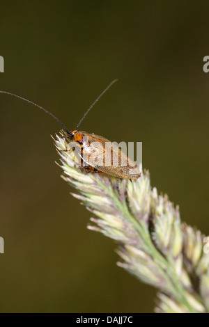Dusky cockroach (Ectobius lapponicus) on a dead leaf Stock Photo - Alamy