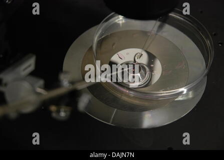 A scientists performs a nuclear transfer at the microscope at the Max ...