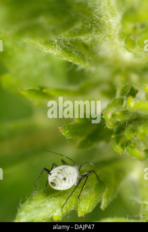 CABBAGE APHID Brevicoryne brassicae CLOSE UP ON CABBAGE LEAF Stock ...
