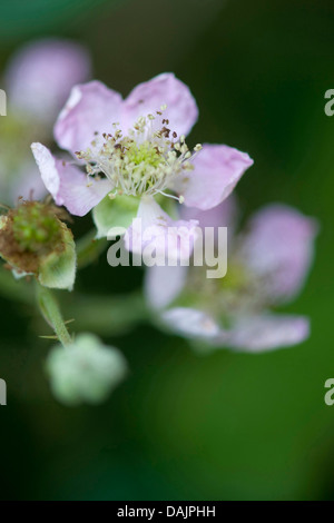 Shrubby blackberry (Rubus fruticosus) flowers, France Stock Photo - Alamy