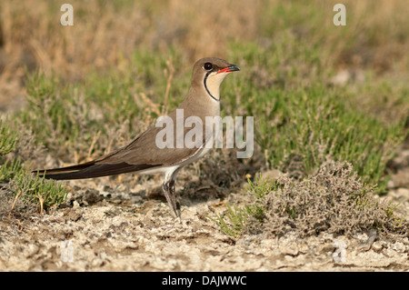 Side view of wild collared pratincole bird with brown feathers and ...