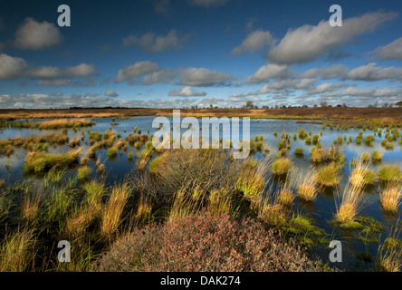 Moss, High Fens Natural Reserve (Reserve Naturelle des Hautes Fagnes ...