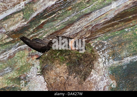 Chestnut-collared Swift (Streptoprocne rutila) adult, sitting on nest ...