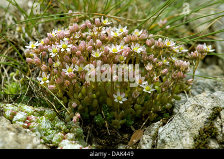 Corsican stonecrop or thick-leaved stonecrop, Sedum dasyphyllum growing ...