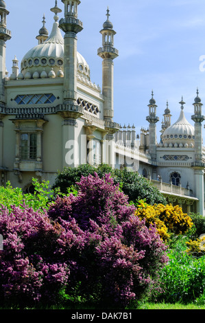 Brighton Sussex UK - The lilacs in full bloom at Withdean Park Brighton ...