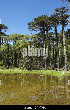 Chilean pine (Araucaria araucana), Laguna Huerquenes with Chlilean ...