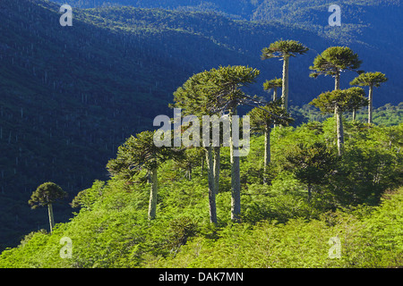 Chilean pine (Araucaria araucana), Chilean pines at Lago Conguillio ...