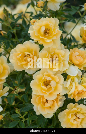 Yellow Rose. Garden Rose. Summer flower. Beautiful Rose. Yellow flower ...