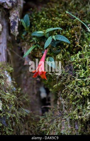 Wild Dendrobium cuthbertsonii orchid growing on a rainforest tree in ...