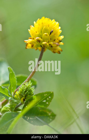 brown clover, trifolium badium Stock Photo - Alamy