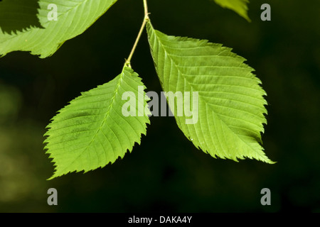 European elm, European white elm (Ulmus laevis), old trunkk with tree ...