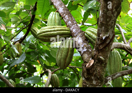 Fruits of cocoa tree, Cuba Stock Photo - Alamy